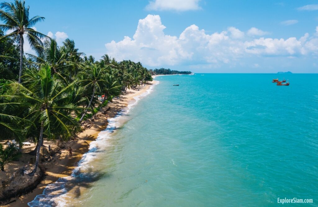Mudskipper: Amazing Fish Walk on Land